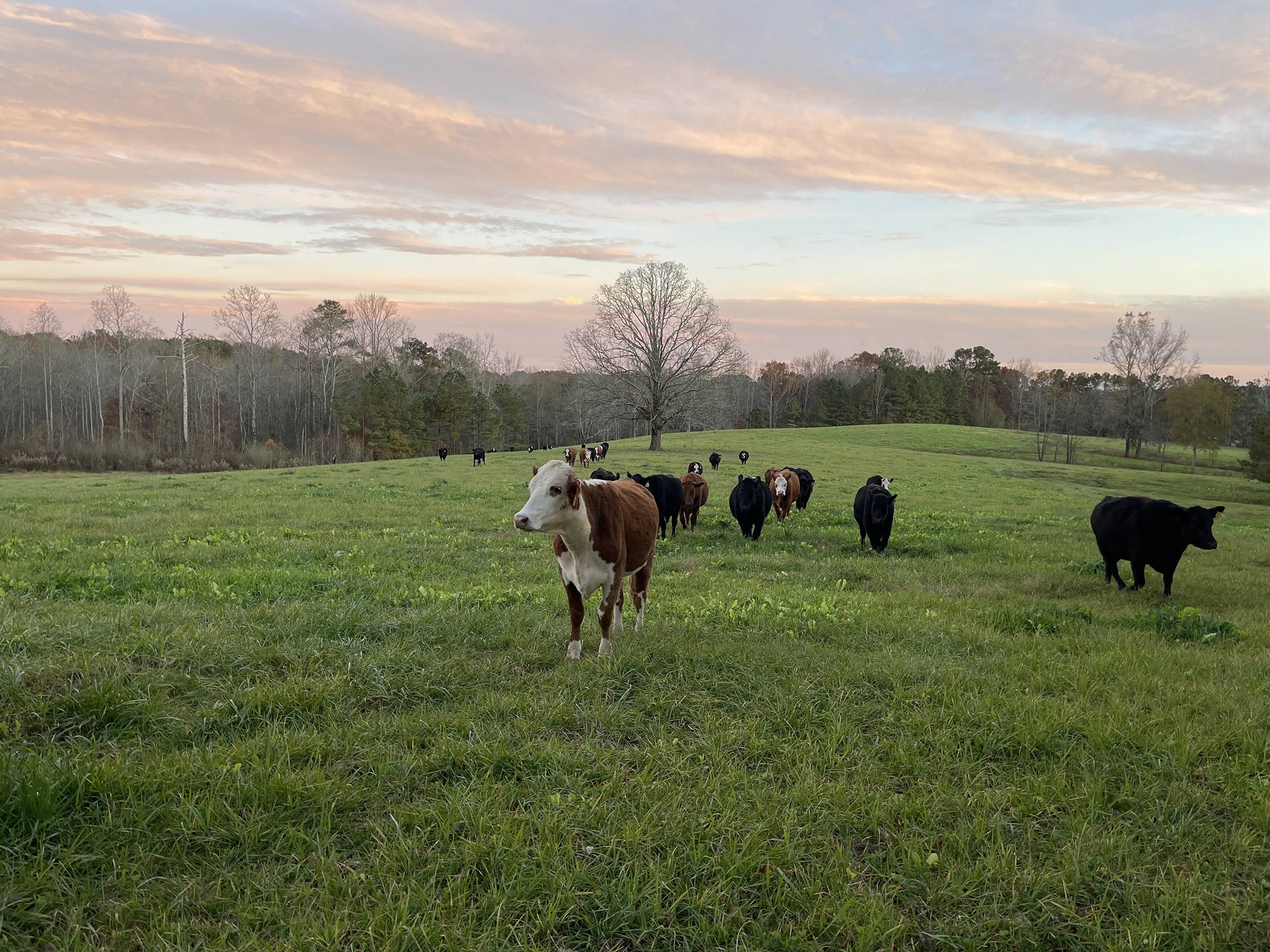 From our family's farm to your family's table....